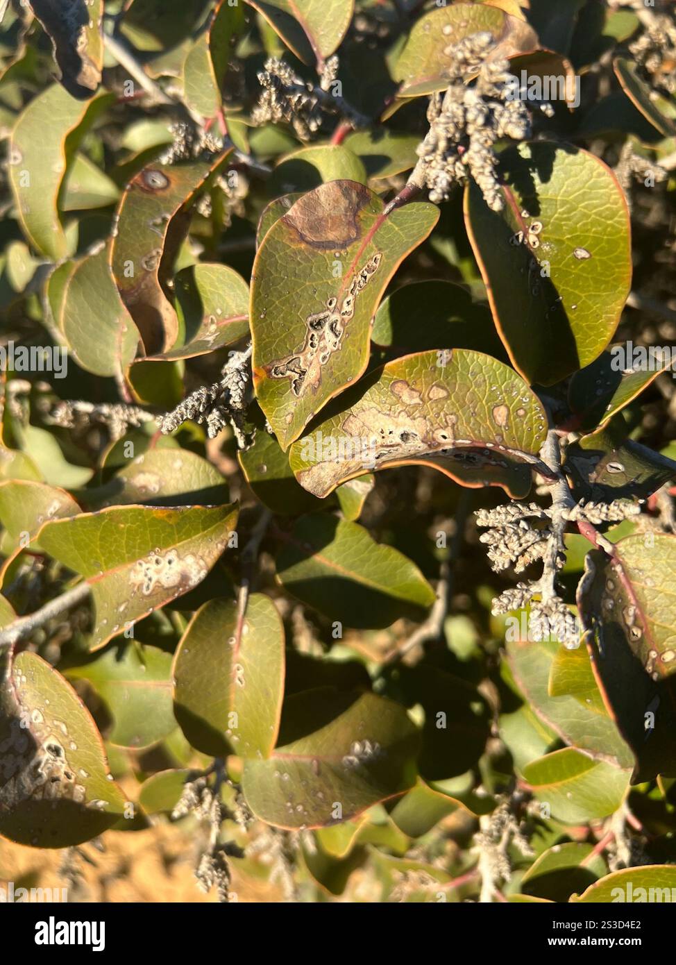 sugar bush (Rhus ovata Stock Photo - Alamy
