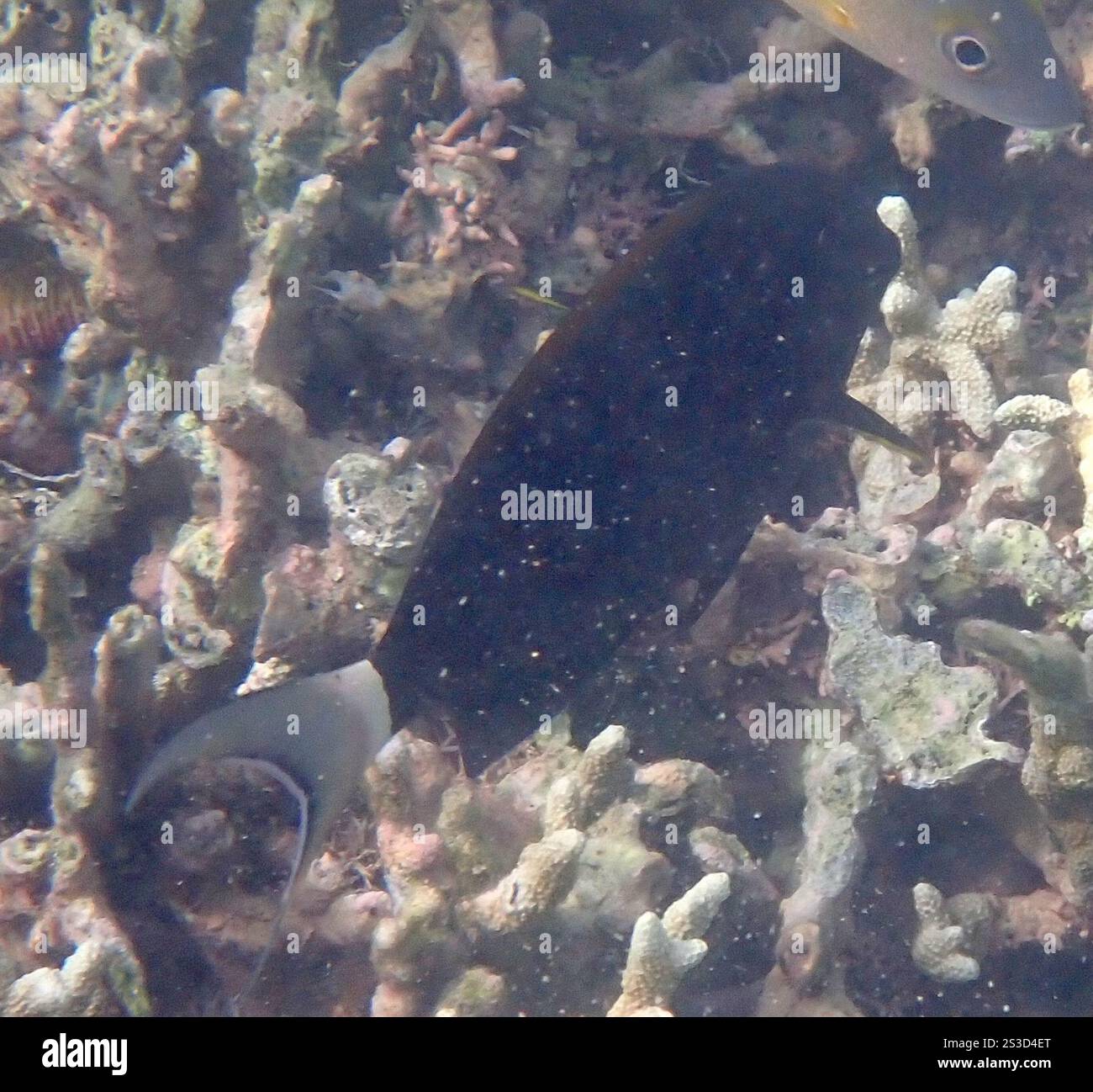 Surgeonfishes, Tangs, and Unicornfishes (Acanthuridae Stock Photo - Alamy