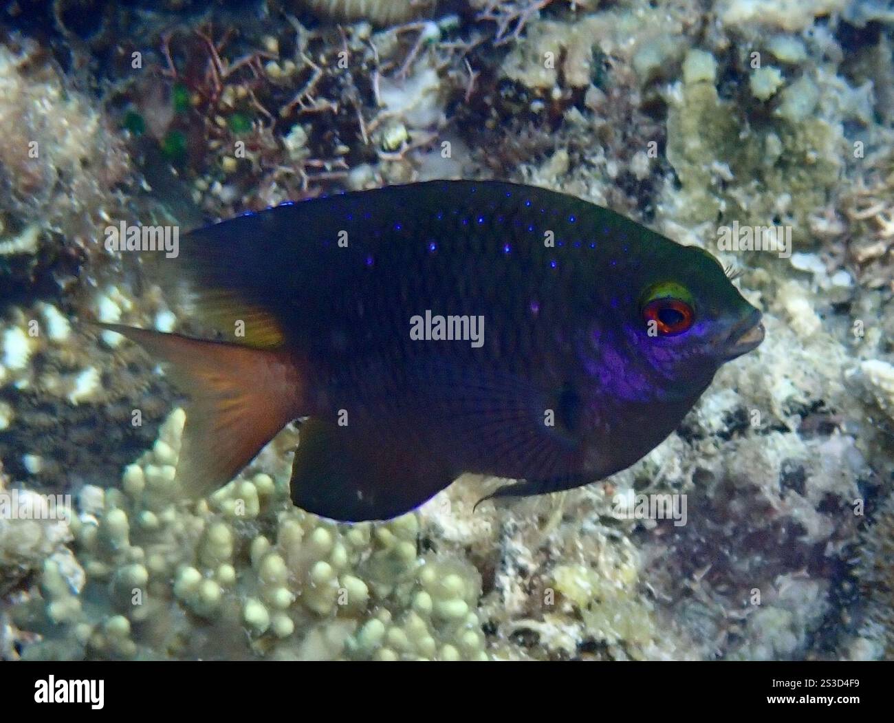 Jewel damsel hi-res stock photography and images - Alamy