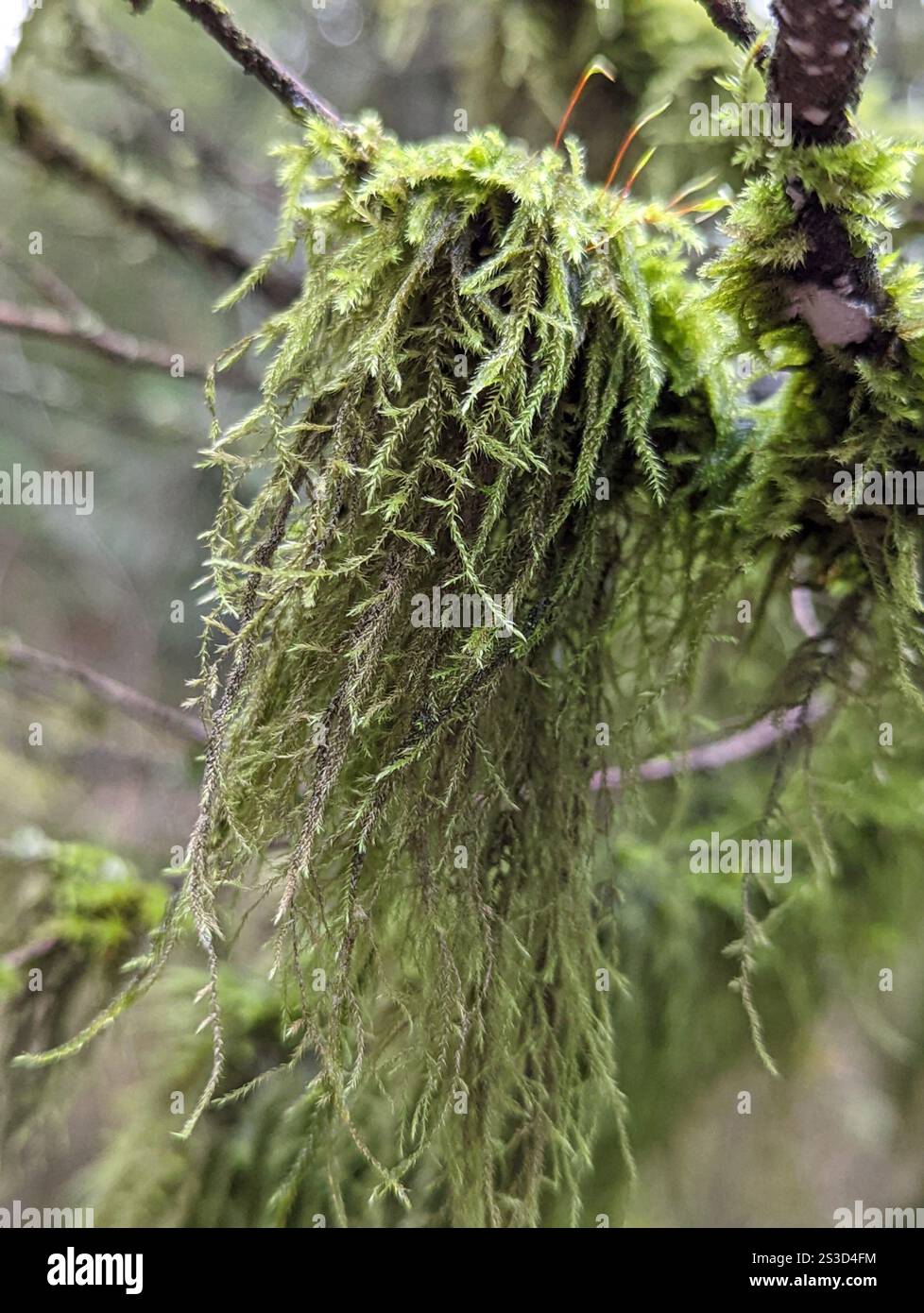 Cat's Tail Moss (Pseudisothecium stoloniferum Stock Photo - Alamy