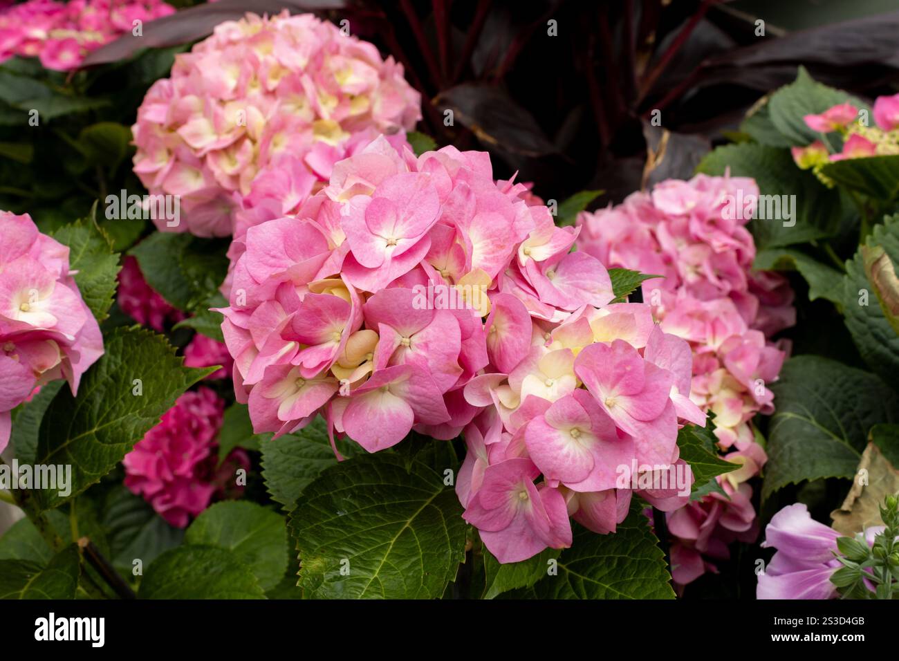 Exotic pink blooms hi-res stock photography and images - Alamy