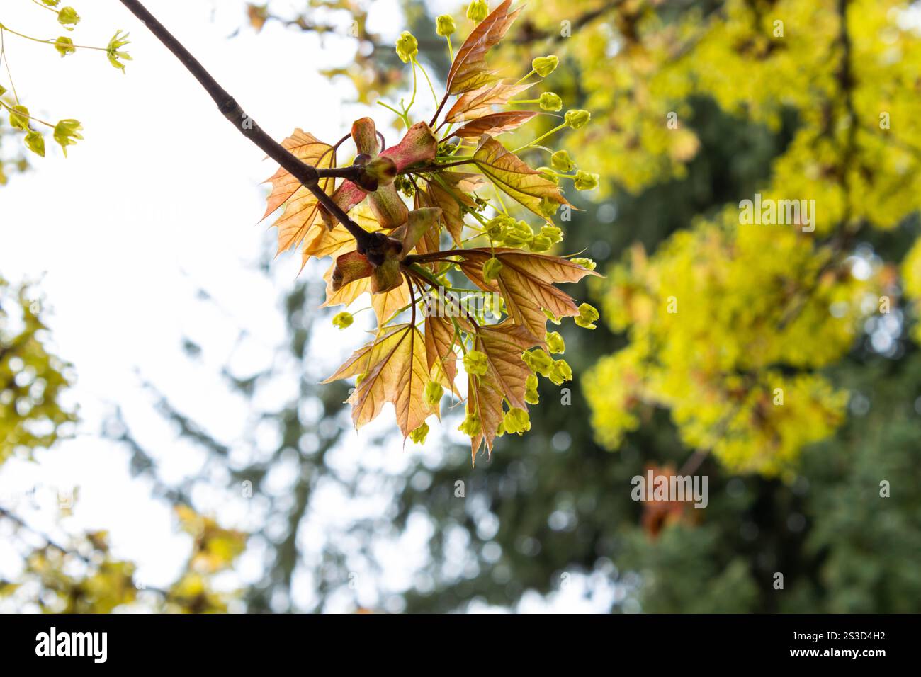 Maple leaves and keys emerge in spring Stock Photo - Alamy