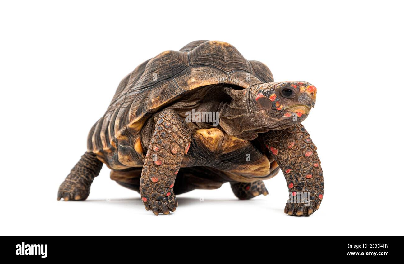 red-footed tortoise facing at the camera, Chelonoidis carbonarius ...