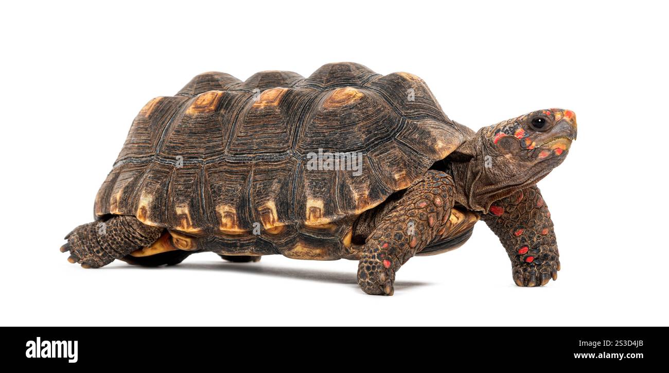 Profile of a red-footed tortoise walking away, Chelonoidis carbonarius ...