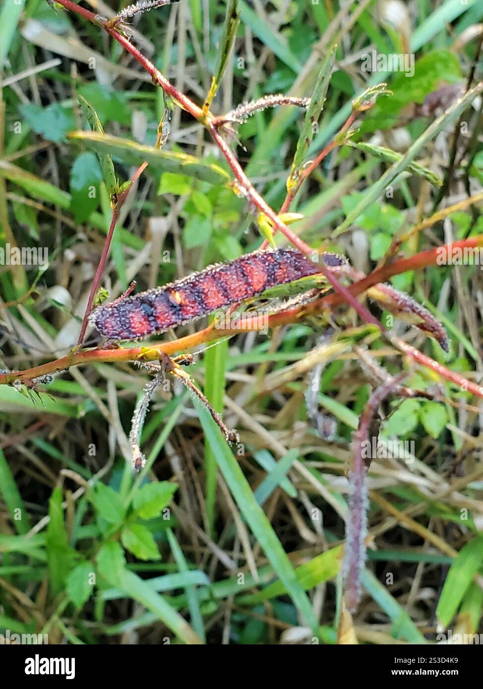 partridge pea (Chamaecrista fasciculata Stock Photo - Alamy