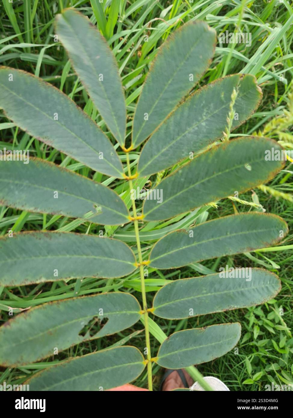 reticulate senna (Senna reticulata Stock Photo - Alamy