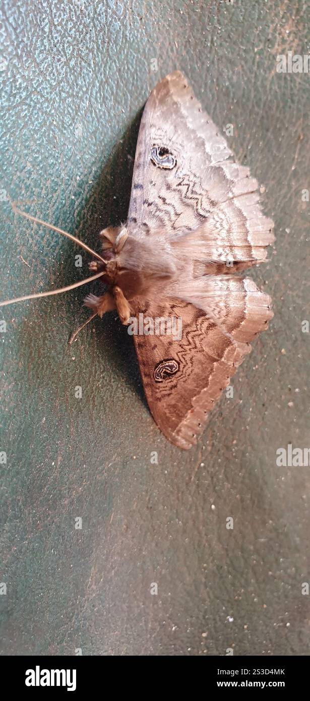 Granny's Cloak Moth (Speiredonia spectans Stock Photo - Alamy
