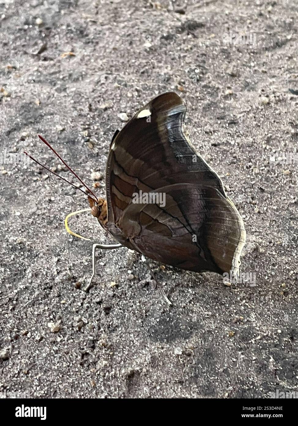 Orion Cecropian (Historis odius Stock Photo - Alamy