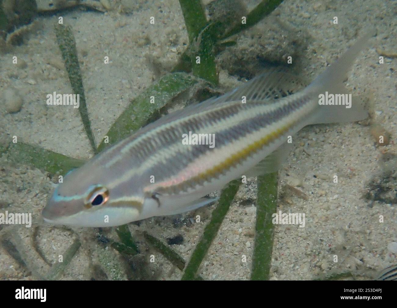 Three-striped Whiptail (Pentapodus trivittatus Stock Photo - Alamy