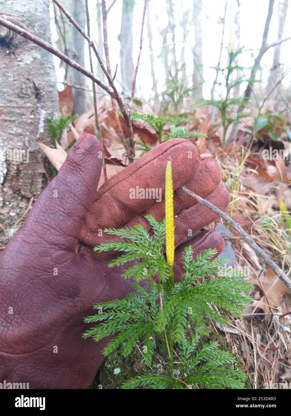 flat-branched tree-clubmoss (Dendrolycopodium obscurum Stock Photo - Alamy