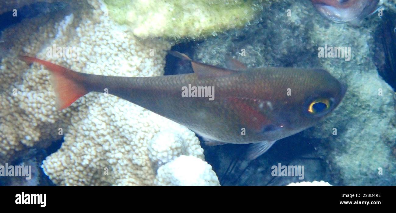 Copper Sweeper (Pempheris oualensis Stock Photo - Alamy