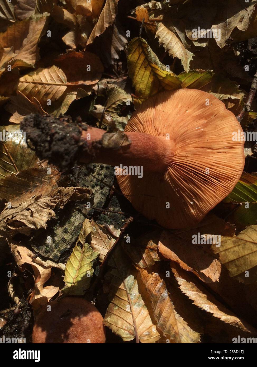 Rufous Milkcap (Lactarius rufus Stock Photo - Alamy
