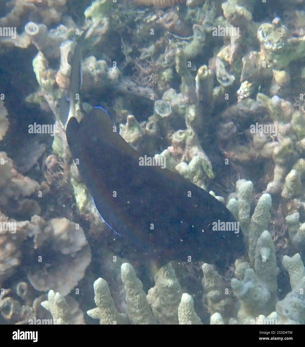 Surgeonfishes, Tangs, and Unicornfishes (Acanthuridae Stock Photo - Alamy