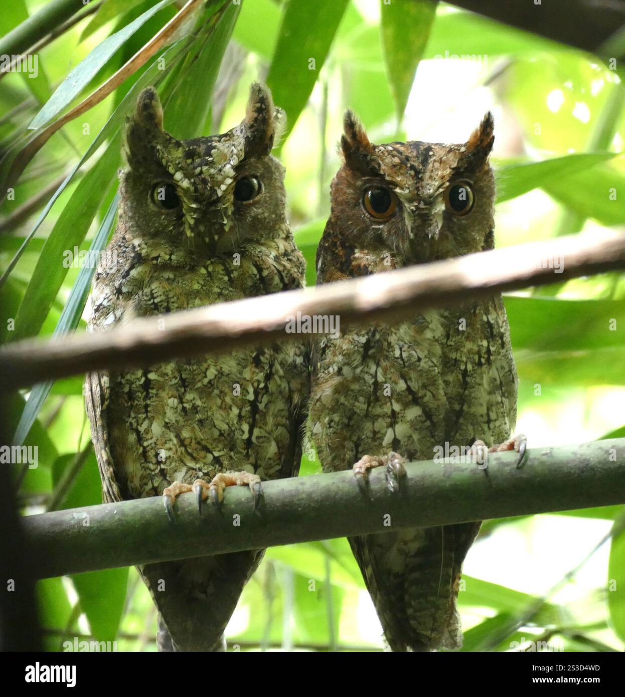 Sulawesi Scops-Owl (Otus manadensis Stock Photo - Alamy
