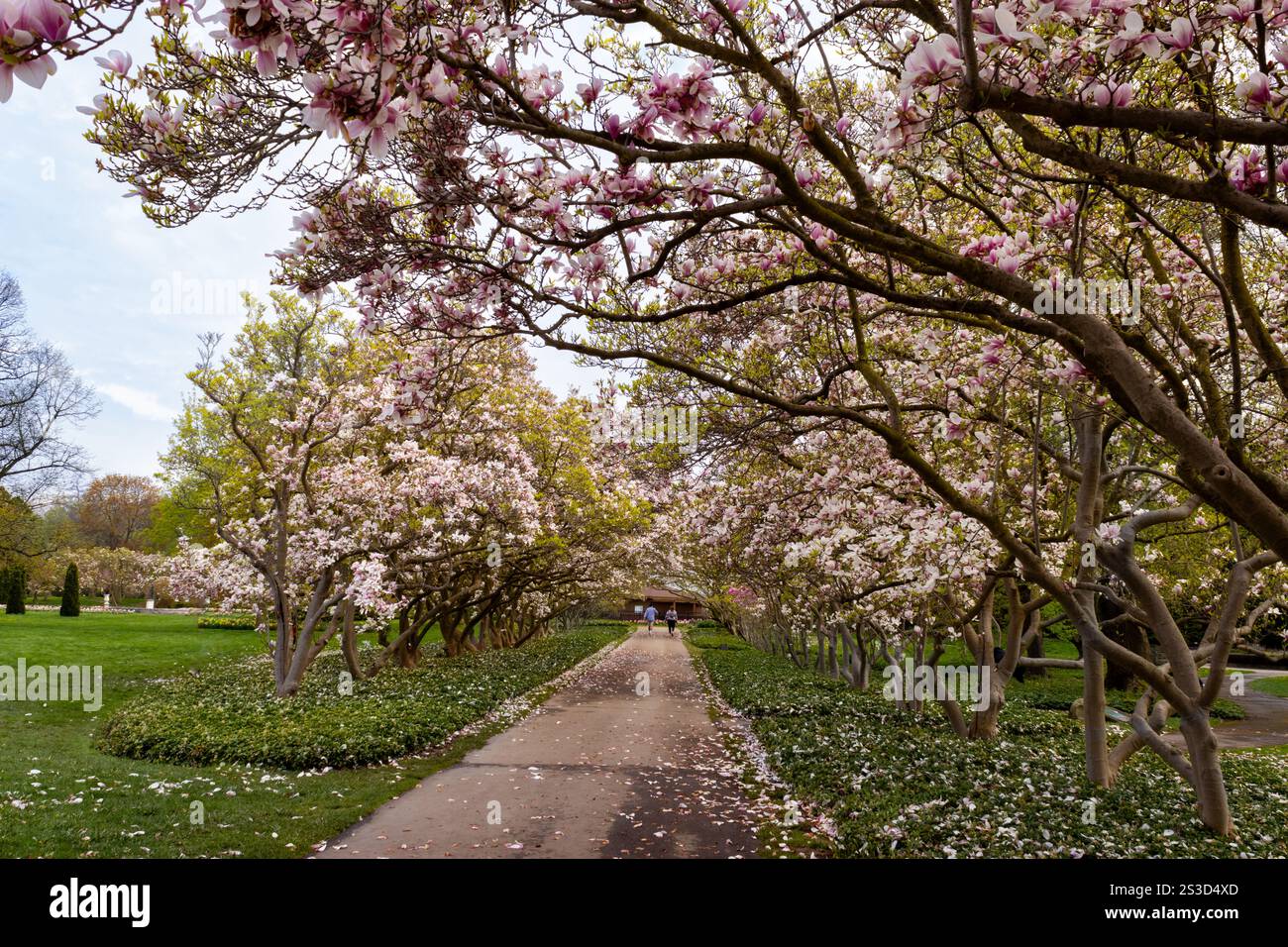 Walking under the magnolia trees in Niagara Falls Stock Photo - Alamy
