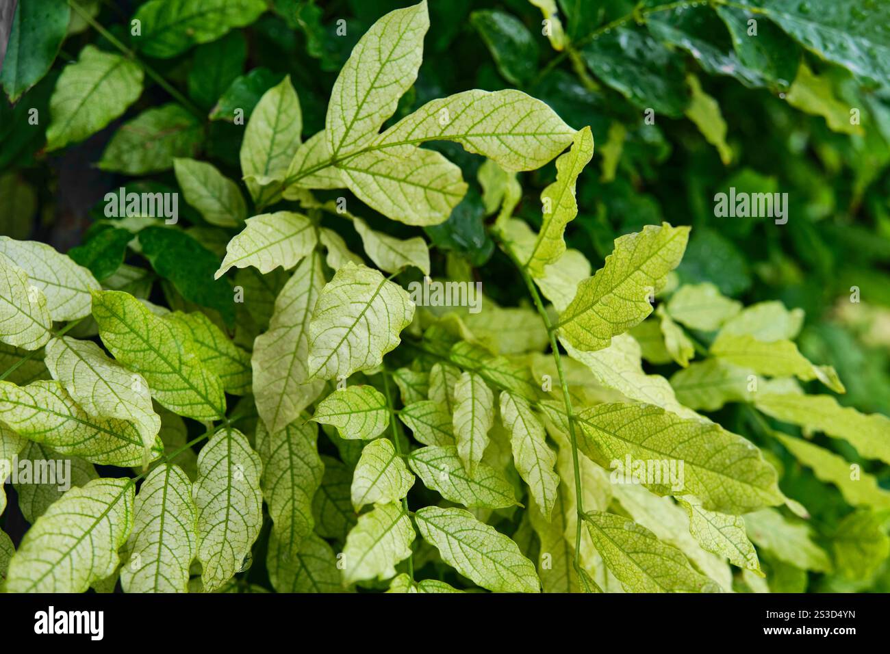 Vibrant green and pale variegated leaves with detailed veining ...