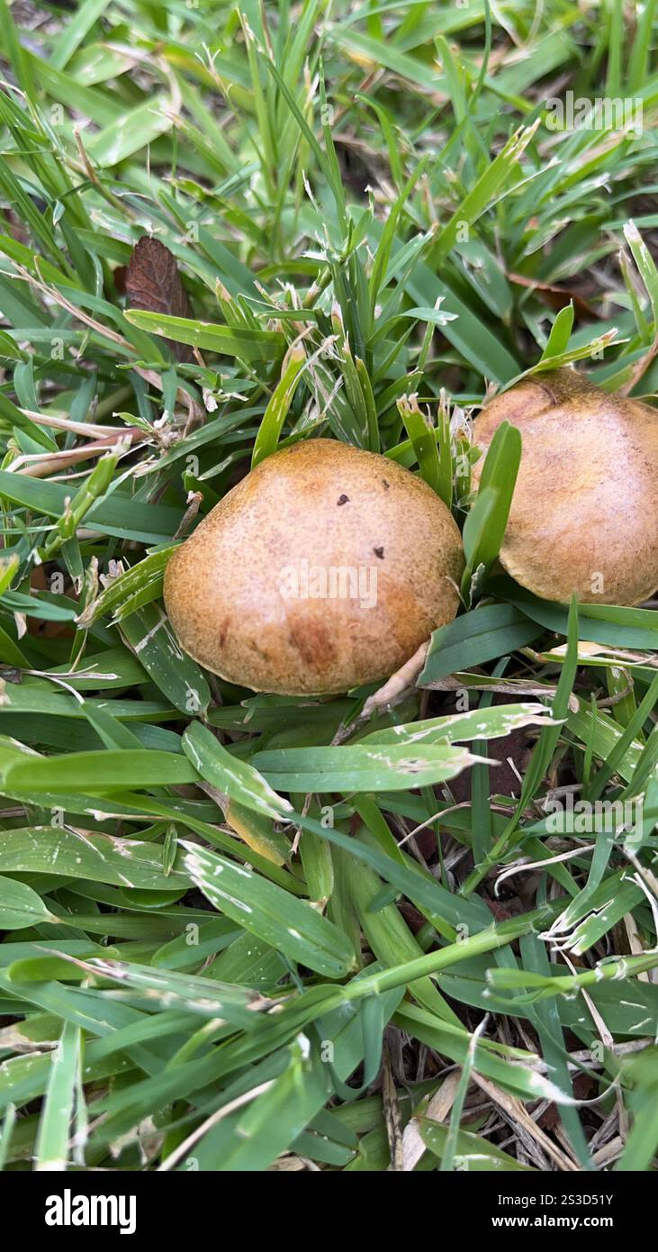 Slippery Jacks (Suillus Stock Photo - Alamy