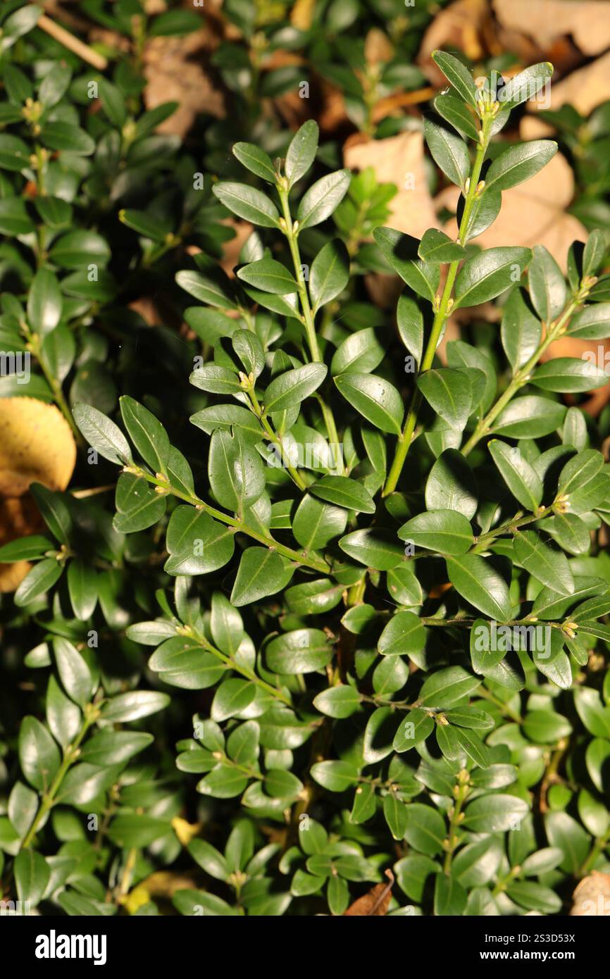 common box (Buxus sempervirens Stock Photo - Alamy