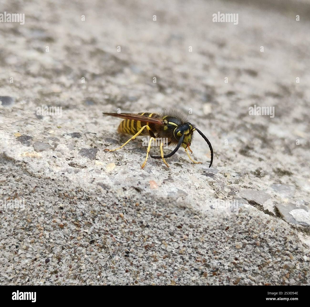 Ground Yellowjackets (Vespula Stock Photo - Alamy