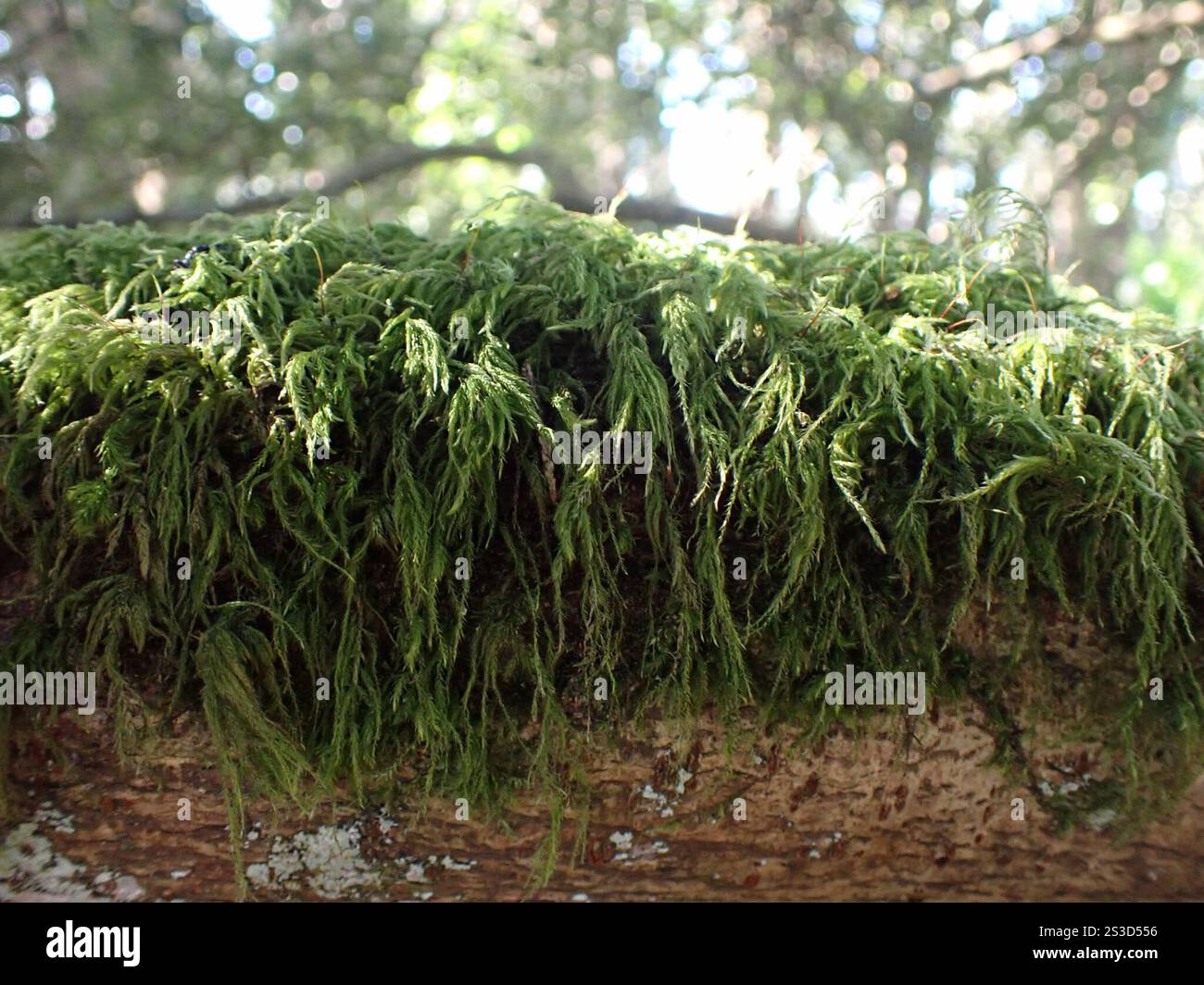 Cat's Tail Moss (Pseudisothecium stoloniferum Stock Photo - Alamy