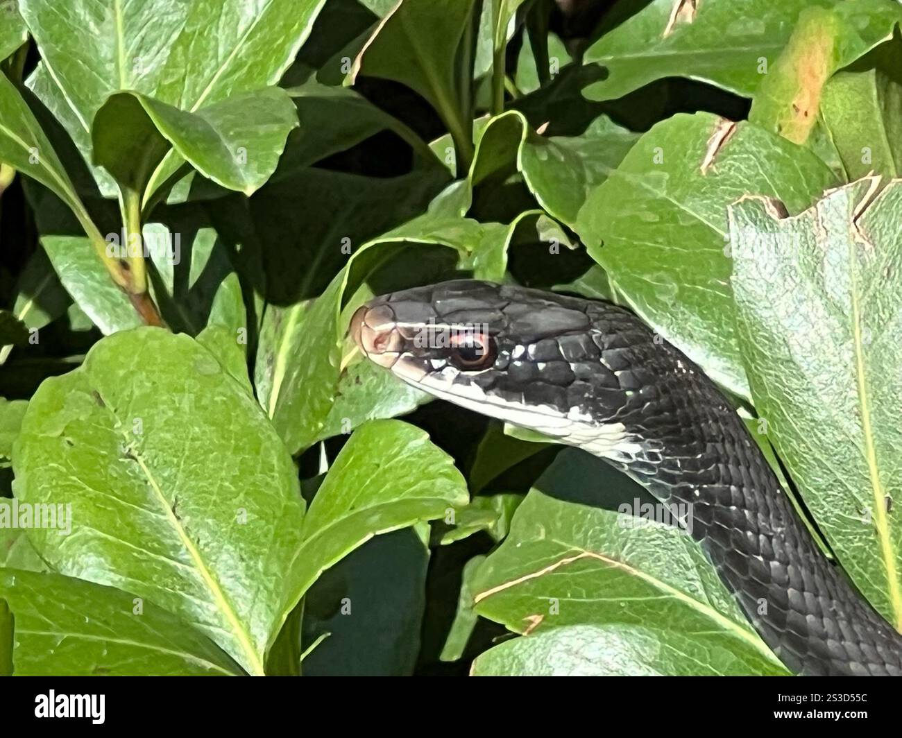 North American Racer (Coluber constrictor Stock Photo - Alamy