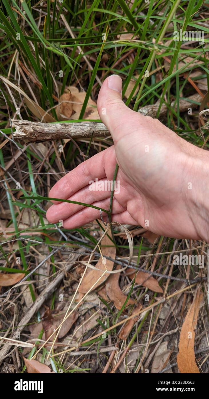 Queensland blood-lily (Haemodorum austroqueenslandicum Stock Photo - Alamy
