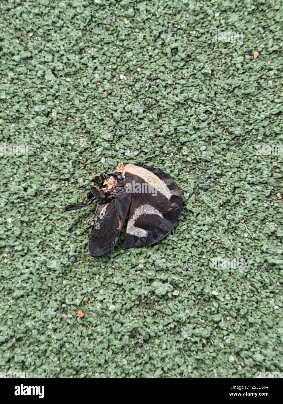 Black-and-white Treehopper (Membracis foliatafasciata Stock Photo - Alamy