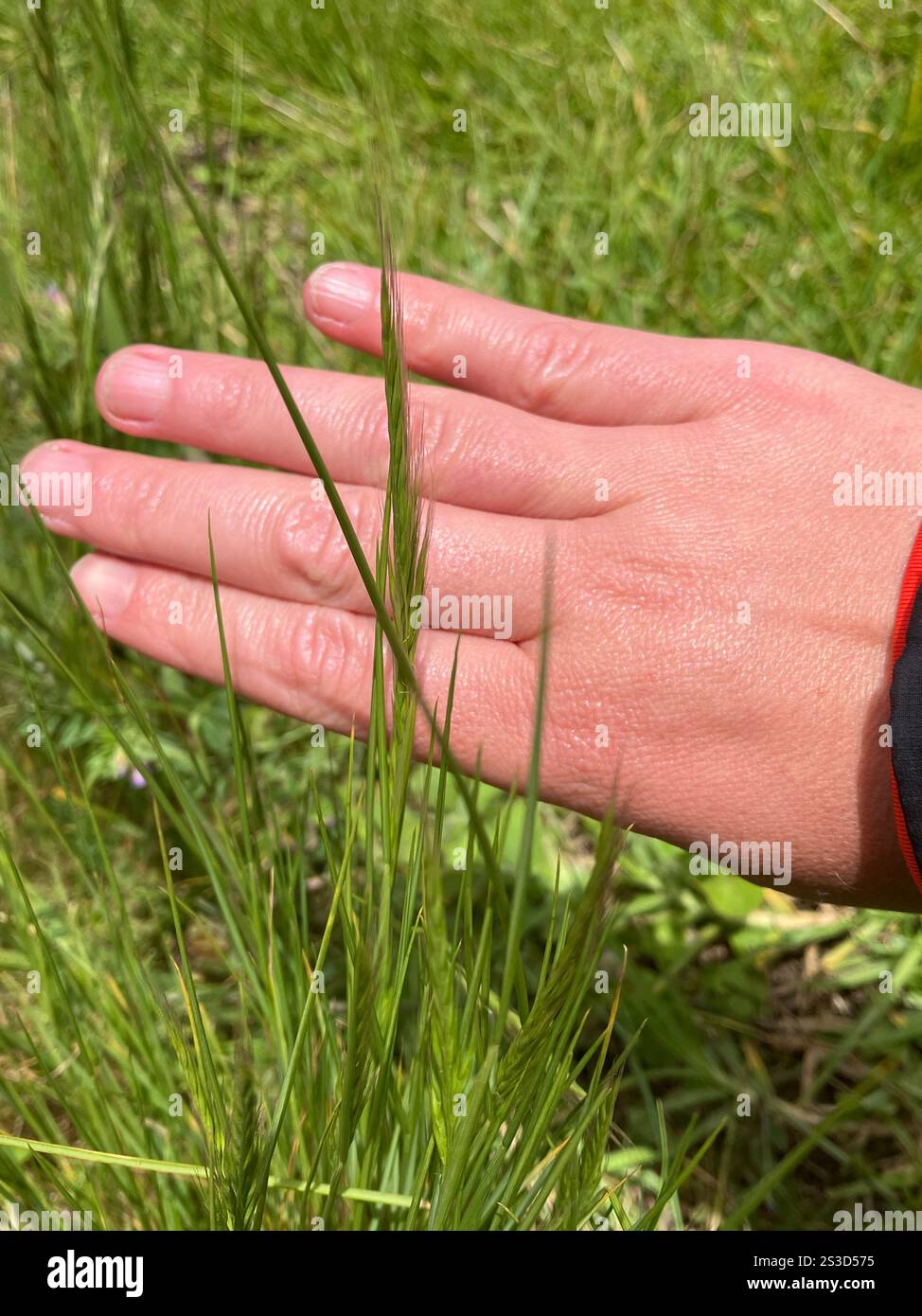 rattail sixweeks grass (Festuca myuros Stock Photo - Alamy