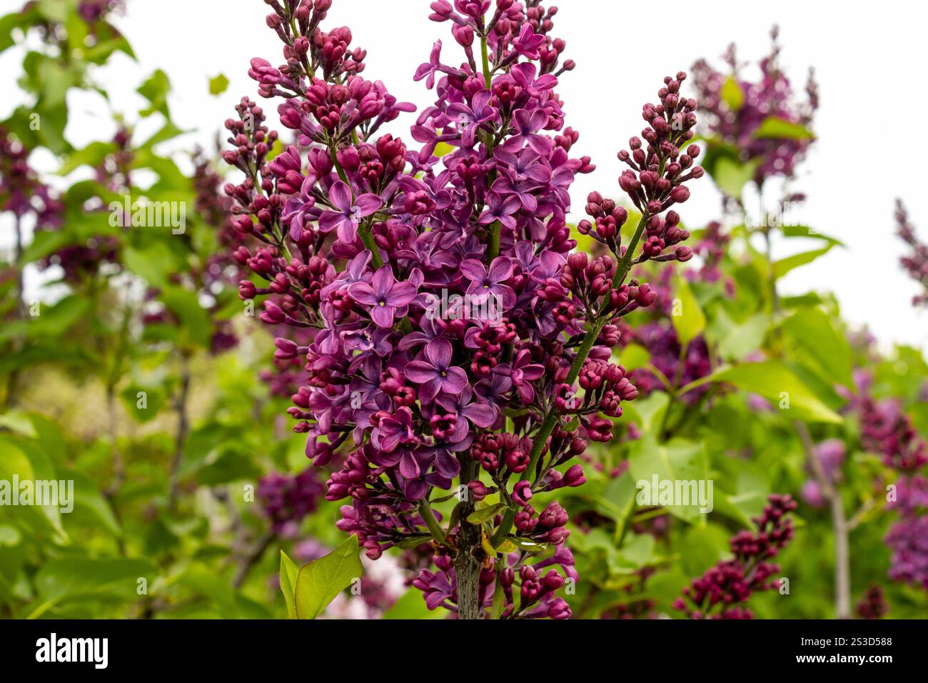 A violet colored lilac blooms in spring Stock Photo - Alamy