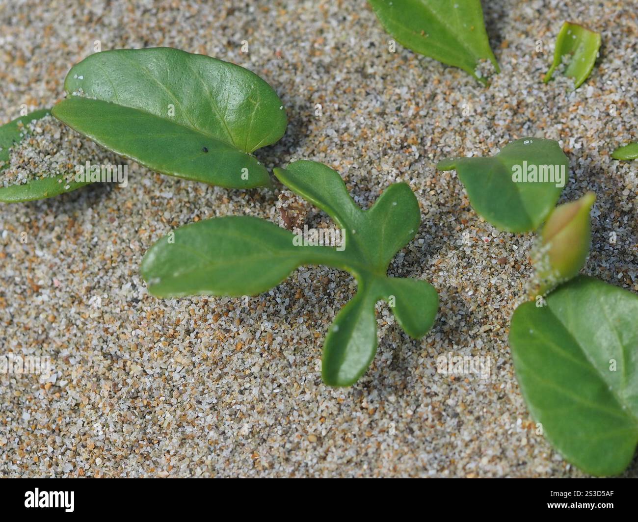 beach morning-glory (Ipomoea imperati Stock Photo - Alamy