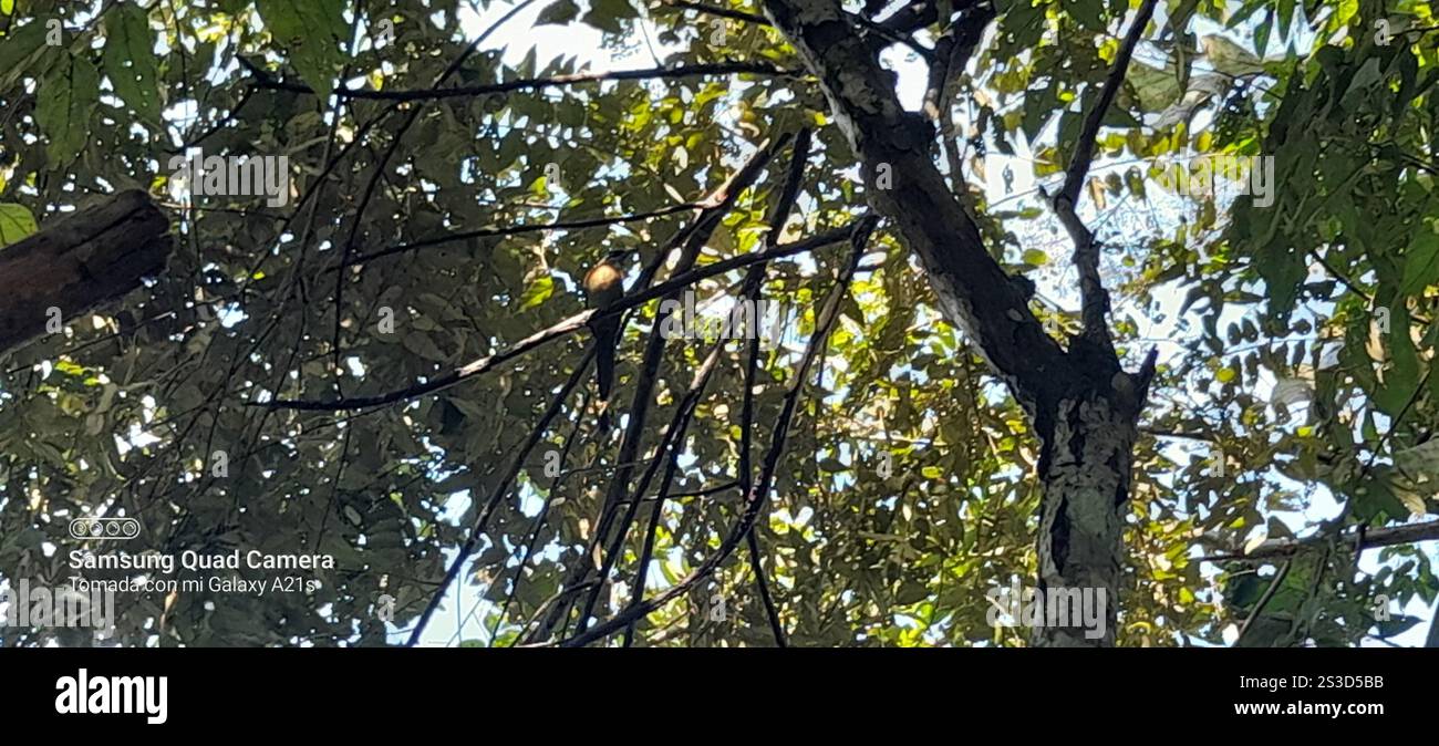 Lesson's Motmot (Momotus lessonii Stock Photo - Alamy