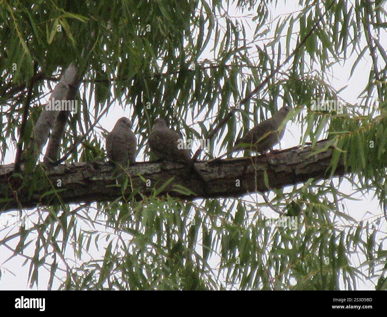 Inca Dove (Columbina inca Stock Photo - Alamy