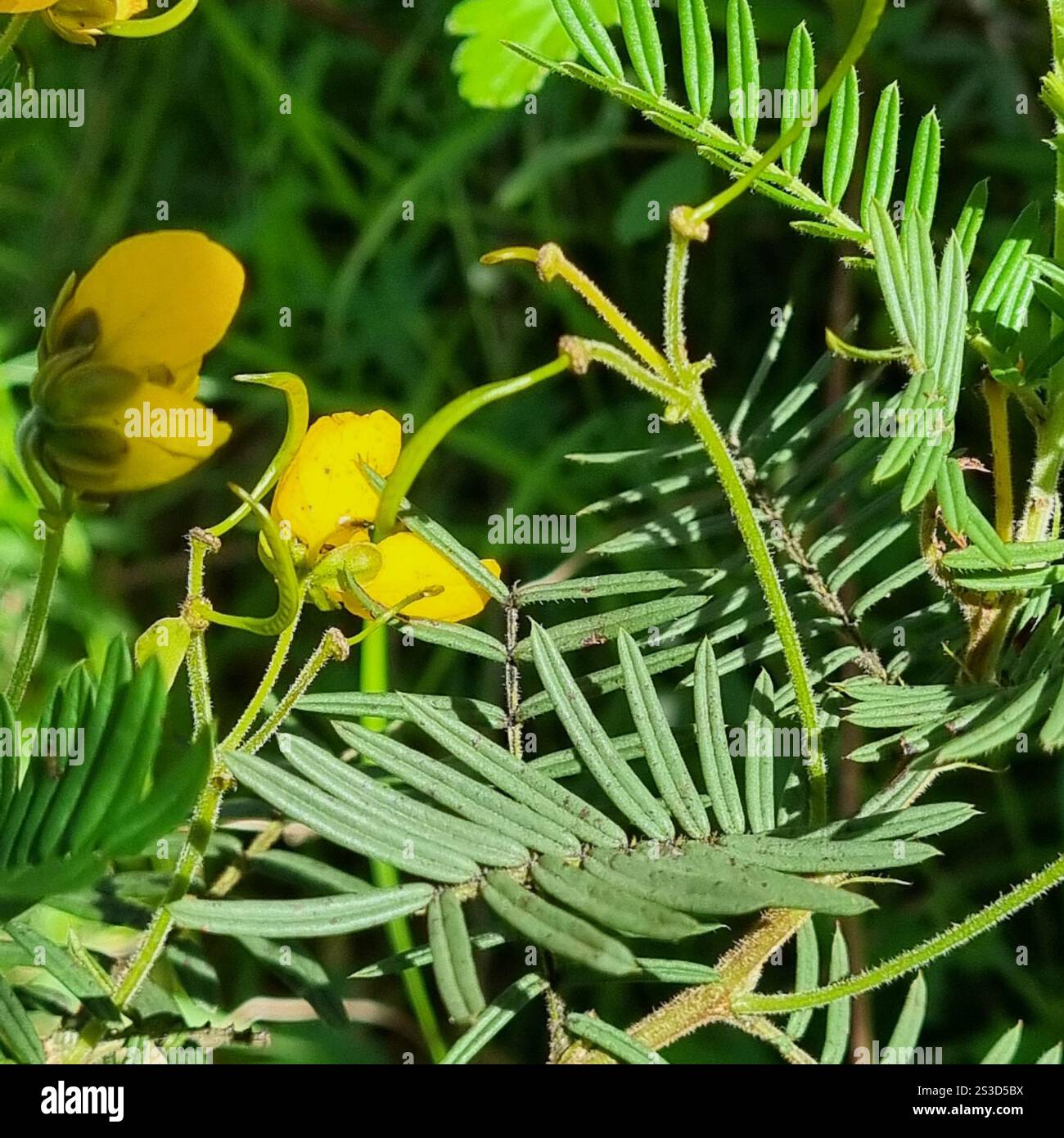 silver senna (Senna artemisioides Stock Photo - Alamy