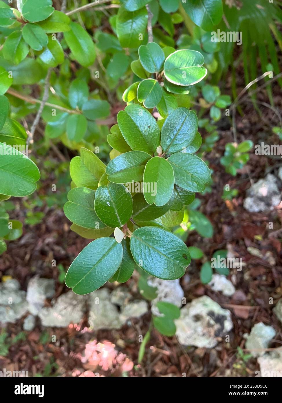 Jamaican caper (Quadrella cynophallophora Stock Photo - Alamy