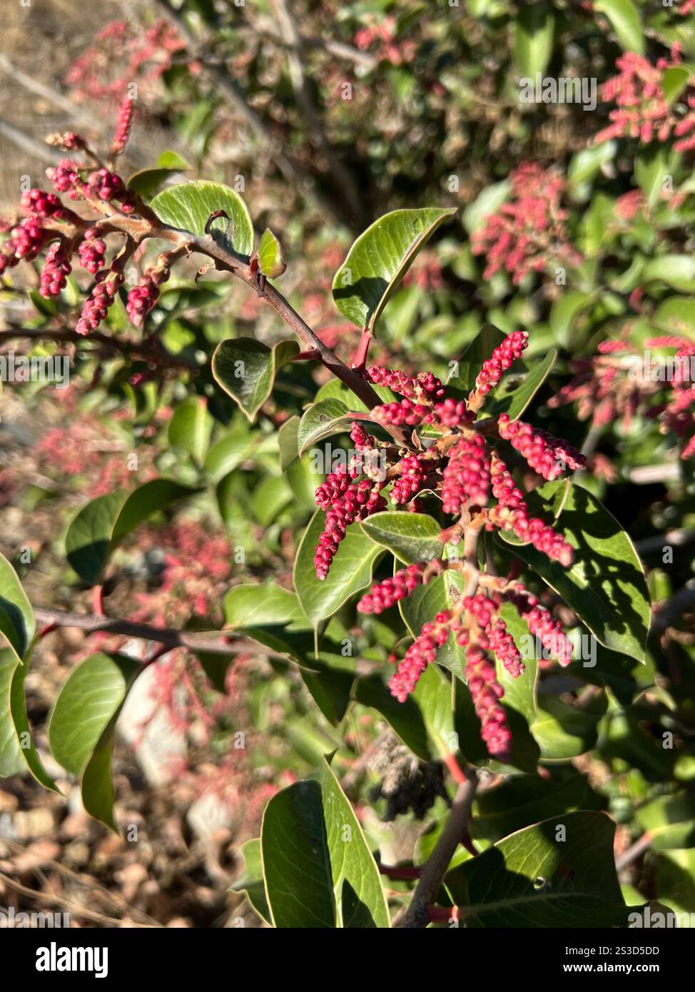 sugar bush (Rhus ovata Stock Photo - Alamy