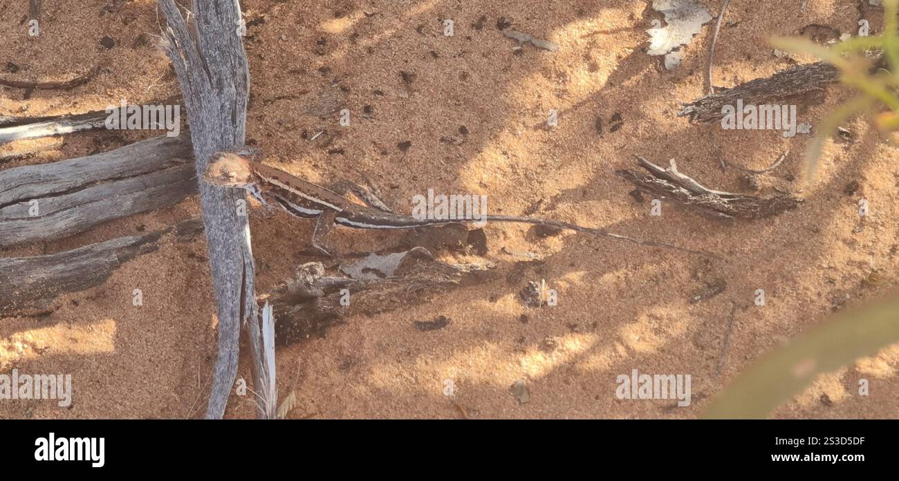 eastern mallee dragon (Ctenophorus spinodomus Stock Photo - Alamy