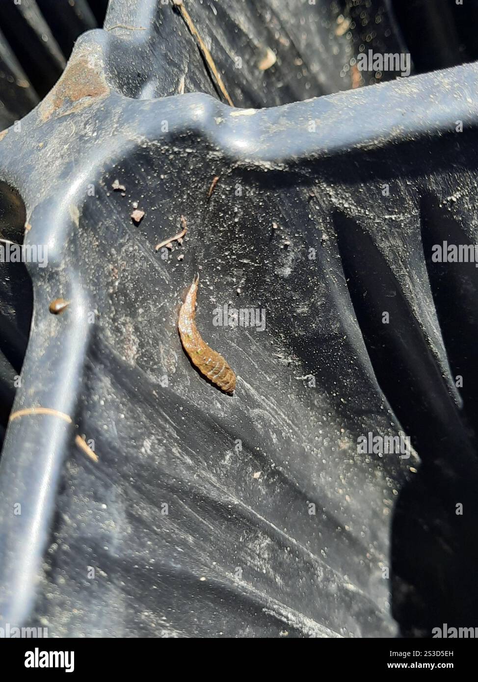 Soldier Flies (Stratiomyidae Stock Photo - Alamy