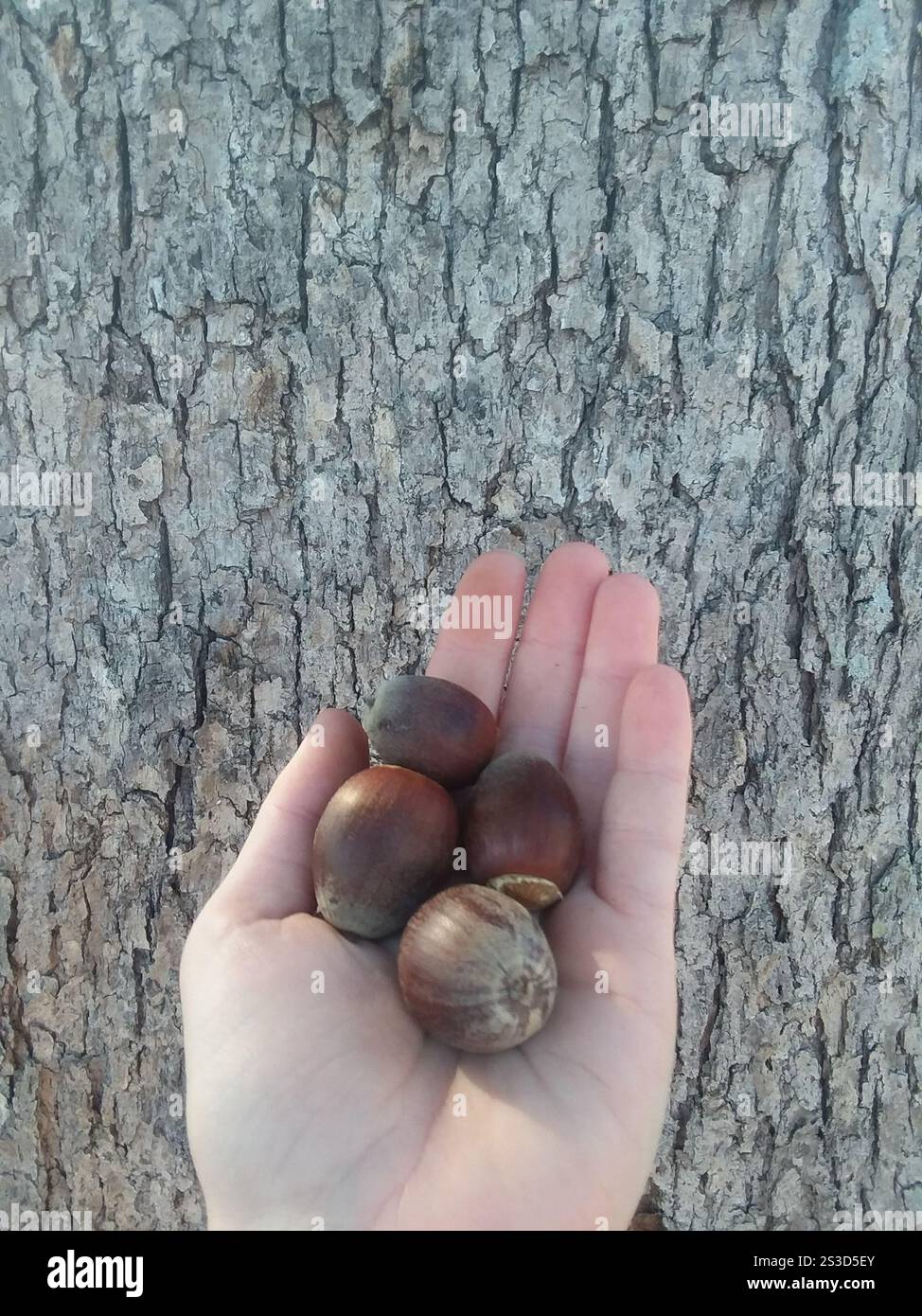 swamp chestnut oak (Quercus michauxii Stock Photo - Alamy