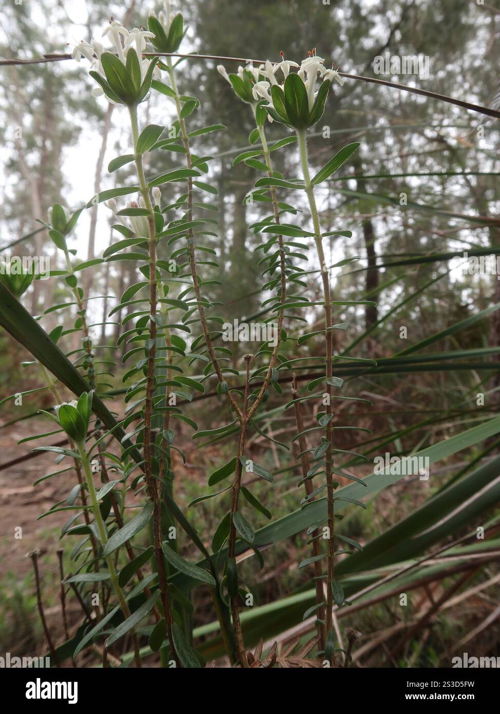 Common Rice-flower (Pimelea humilis Stock Photo - Alamy
