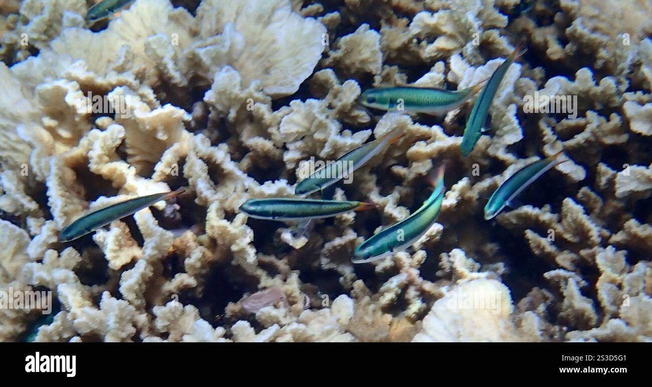 Blue-headed Wrasse (Thalassoma amblycephalum Stock Photo - Alamy