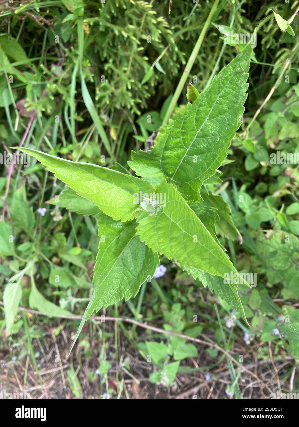 Whiteweed (Austroeupatorium inulifolium Stock Photo - Alamy