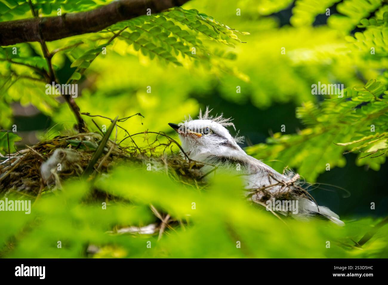 A fluffy white baby bird sits snugly in its nest, surrounded by green ...