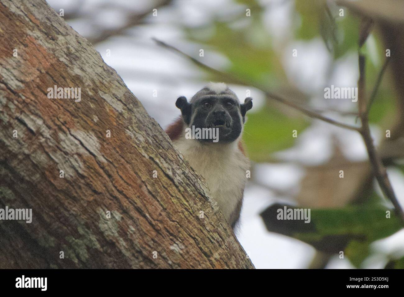 Geoffroy’s Tamarin (Saguinus geoffroyi Stock Photo - Alamy