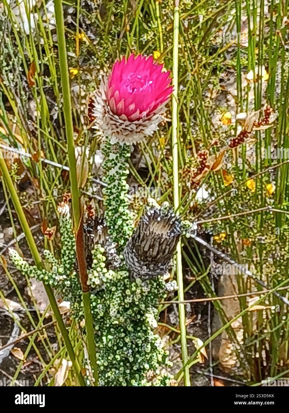 Cape everlasting (Phaenocoma prolifera Stock Photo - Alamy