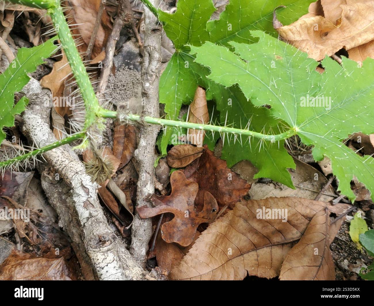 Texas Bull Nettle (Cnidoscolus texanus Stock Photo - Alamy