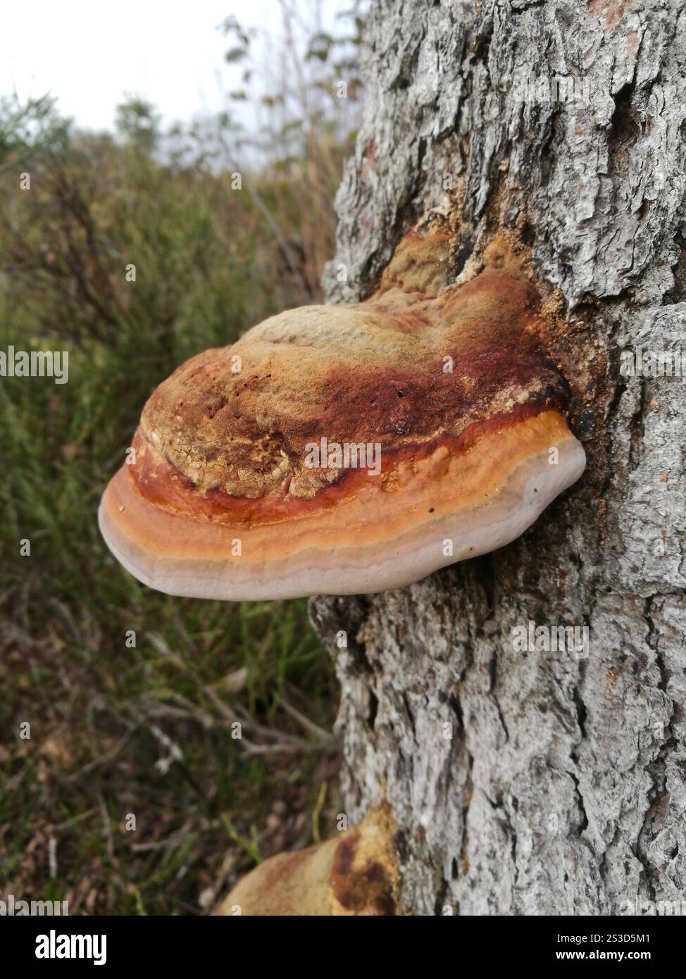Red-banded Polypore (Fomitopsis pinicola Stock Photo - Alamy