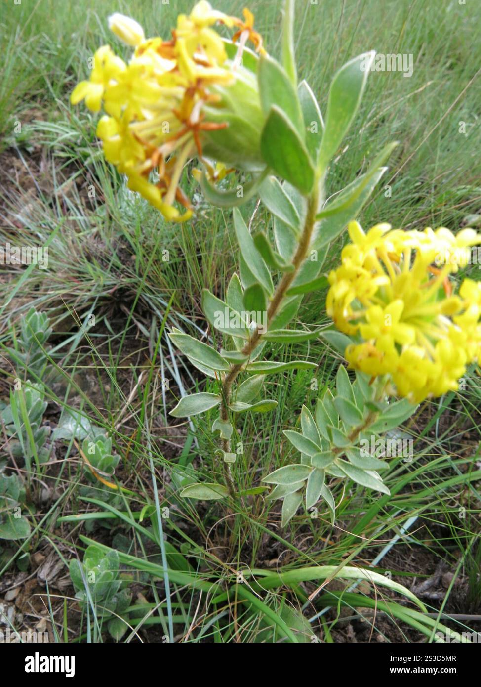 Fire Curryflower (Lasiosiphon anthylloides Stock Photo - Alamy