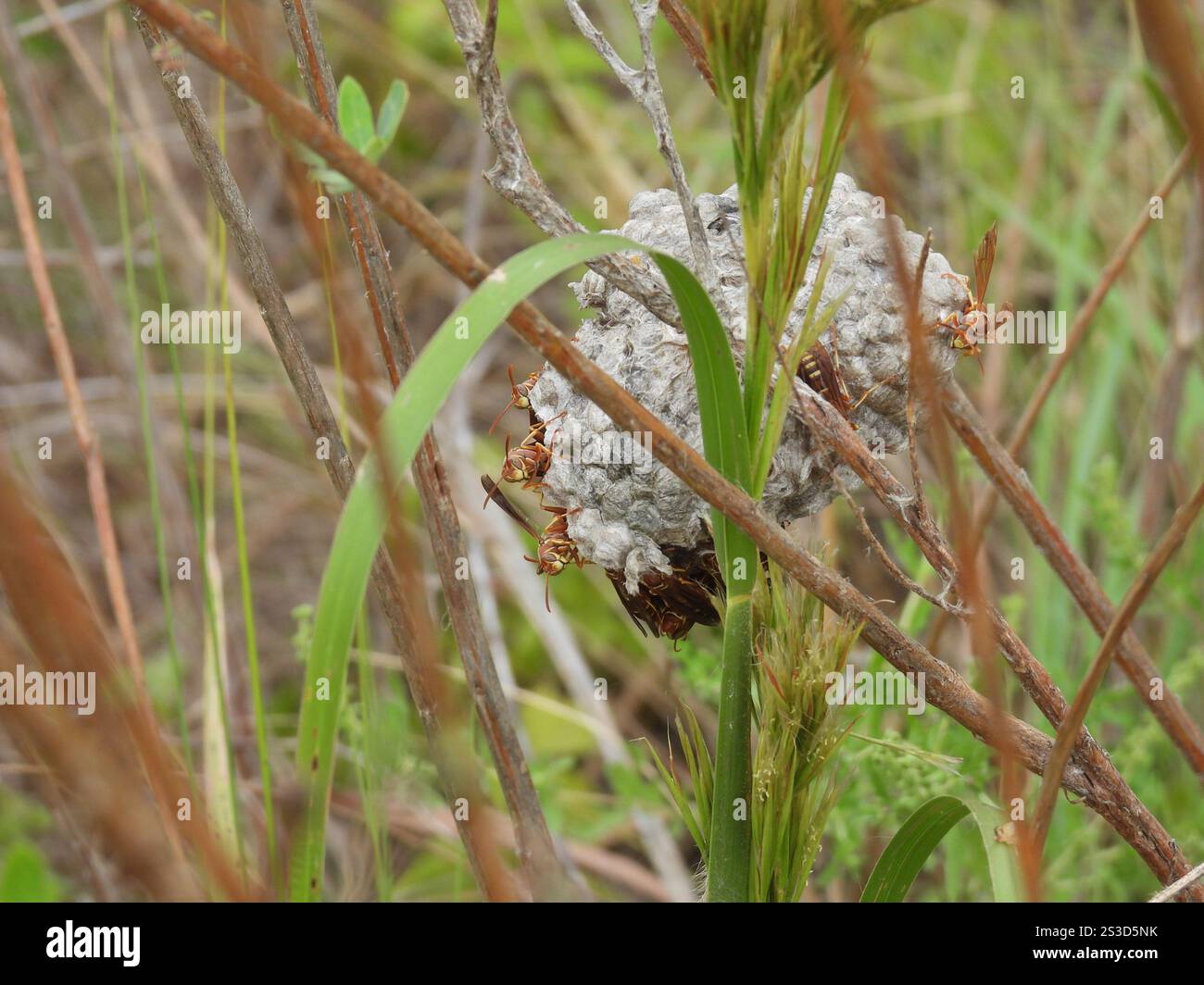 Southern Paper Wasp (Polistes bellicosus Stock Photo - Alamy