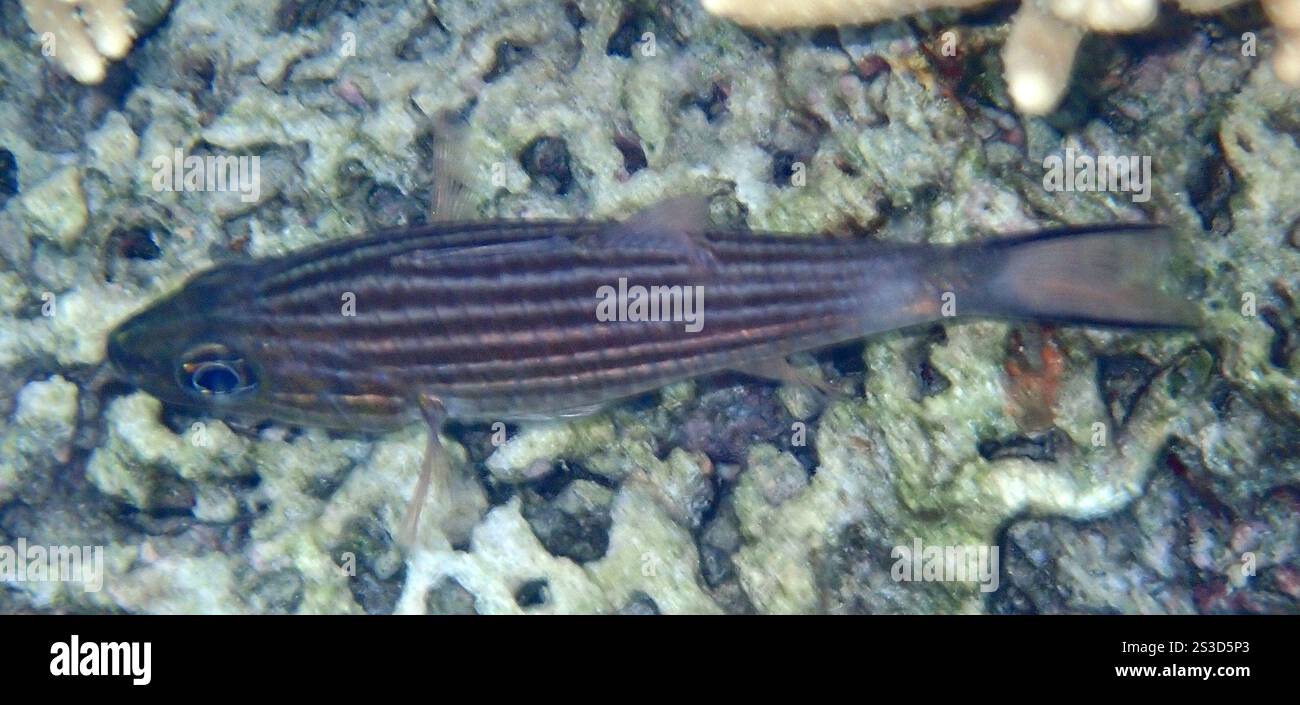 Tiger Cardinalfish (Cheilodipterus macrodon Stock Photo - Alamy
