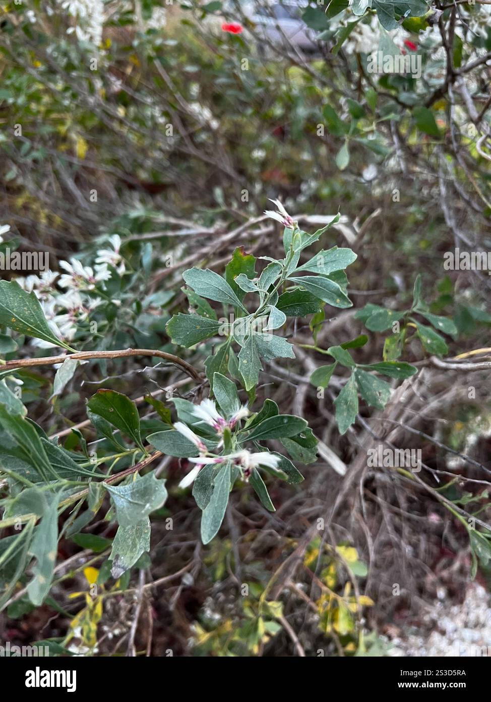 groundsel tree (Baccharis halimifolia Stock Photo - Alamy